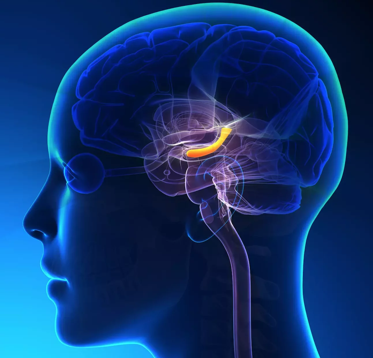 Cerveau Hippocampe Représentations Schématiques De L'hippocampe Chez